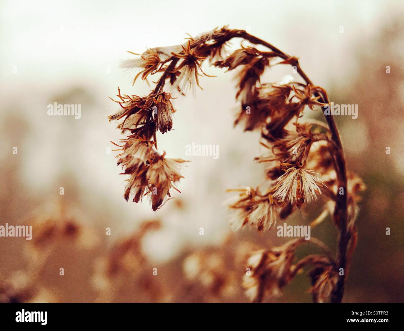 Brown weeds hi-res stock photography and images - Alamy