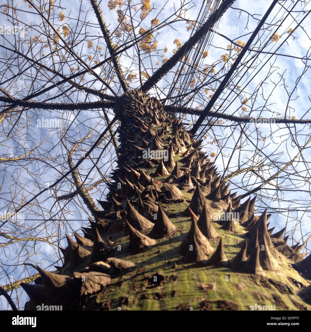 Prehistoric Tree High Resolution Stock Photography and Images - Alamy