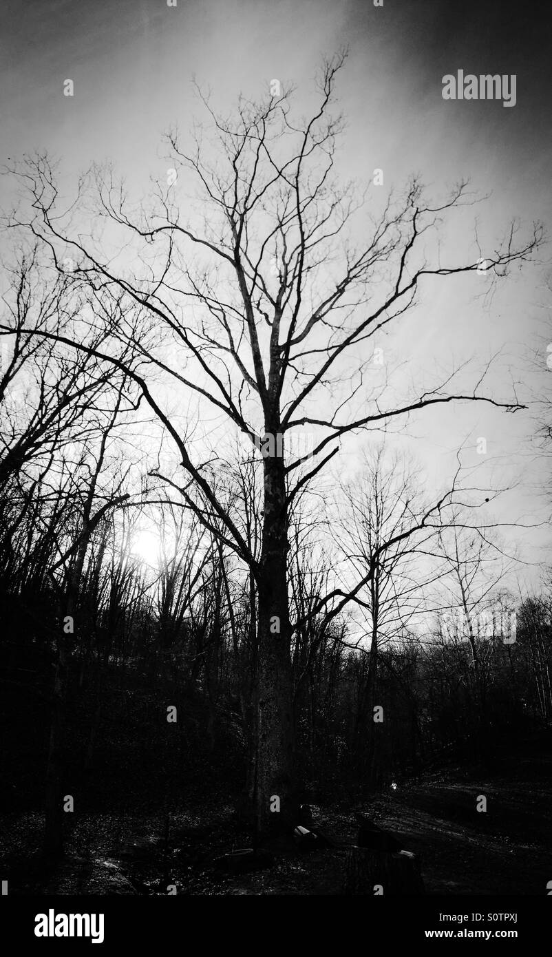 Sycamore tree limbs Black and White Stock Photos & Images - Alamy