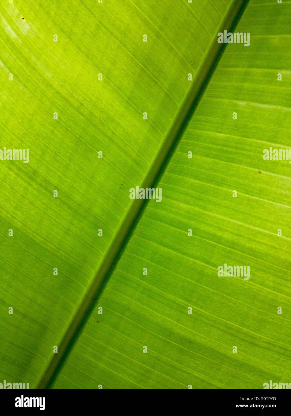 Strelitzia leaves hi-res stock photography and images - Alamy
