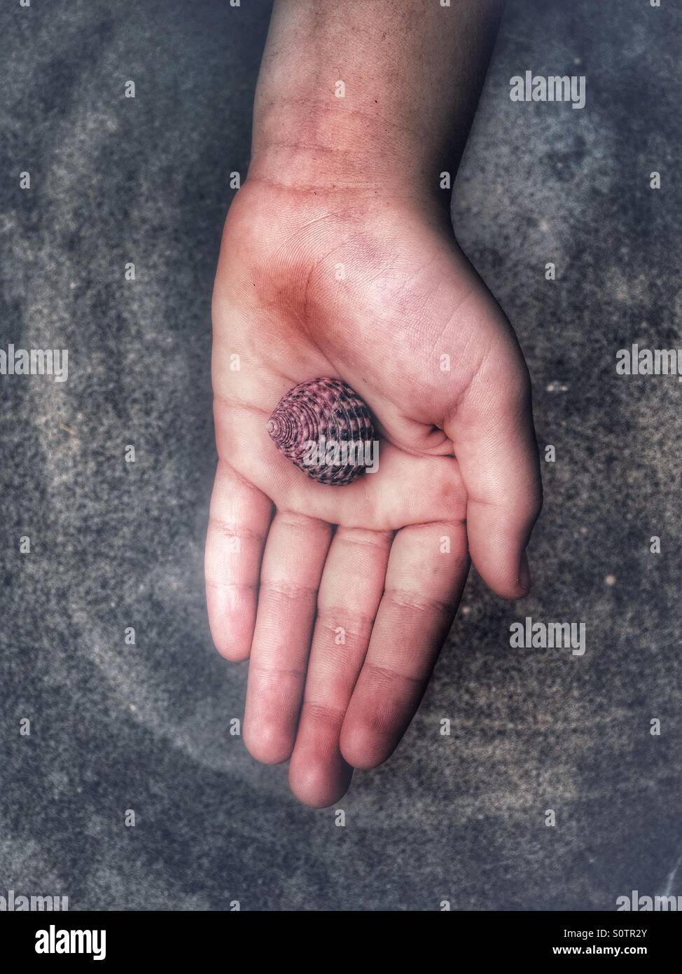 Shell in a child hand Stock Photo - Alamy