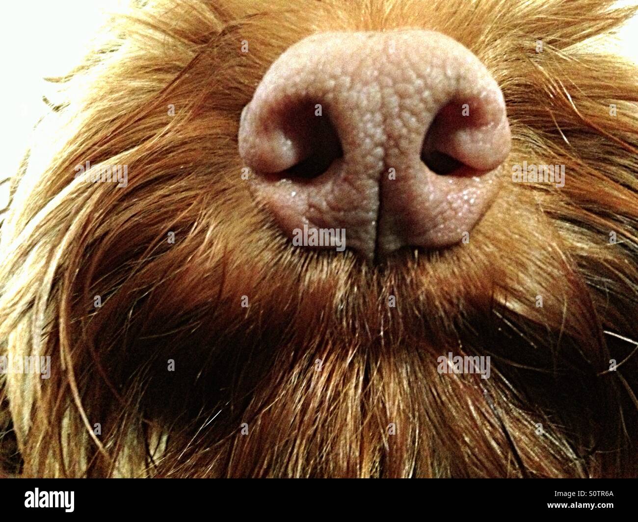 Puppy dog nose Stock Photo - Alamy