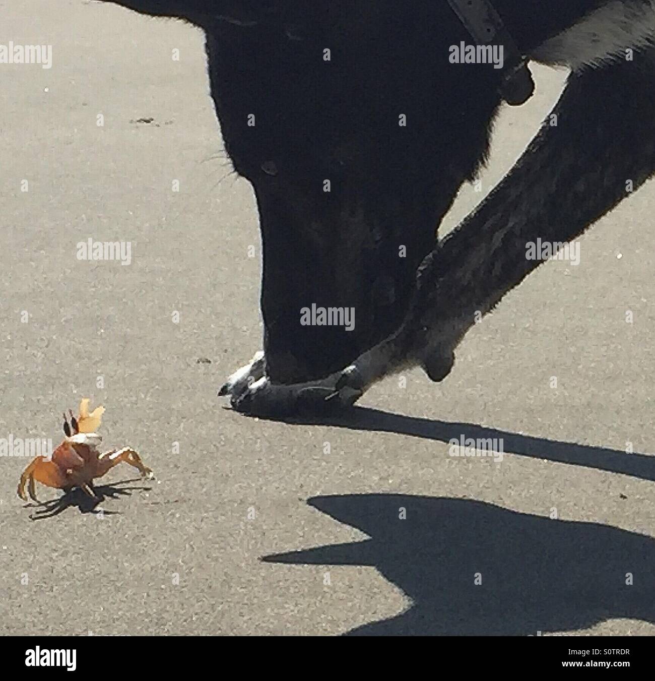 His dog crab hi-res stock photography and images - Alamy