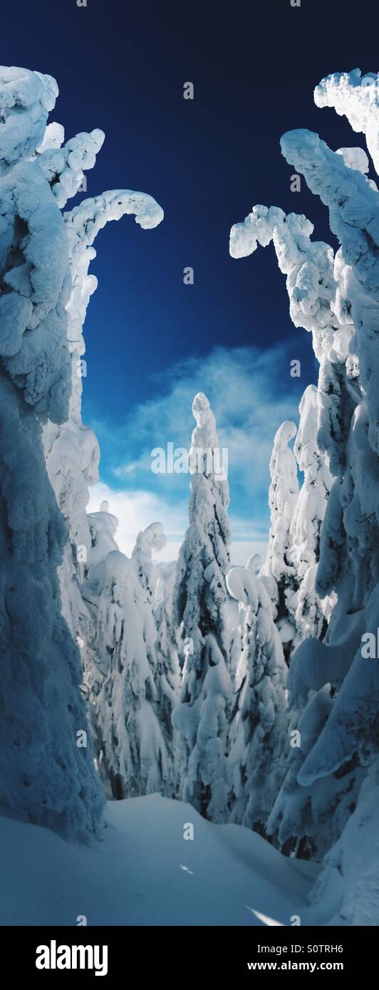 Stevens pass washington snow hi-res stock photography and images - Alamy