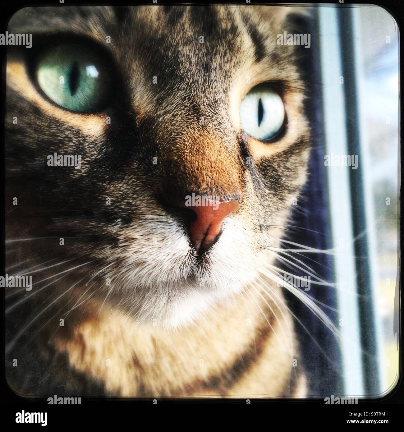 Cat in thought hi-res stock photography and images - Alamy