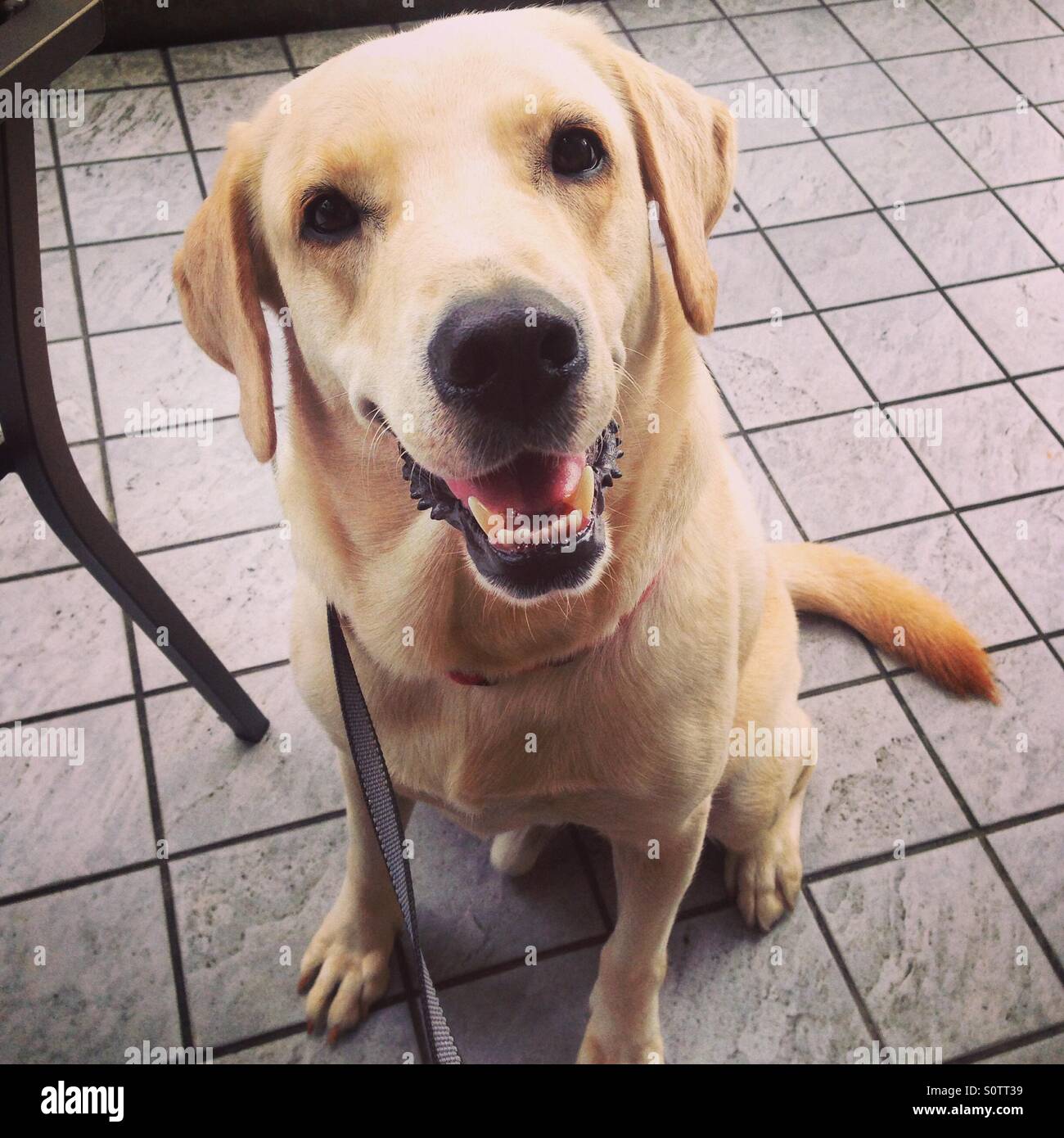Happiest lab ever! Good morning to you too Stock Photo - Alamy