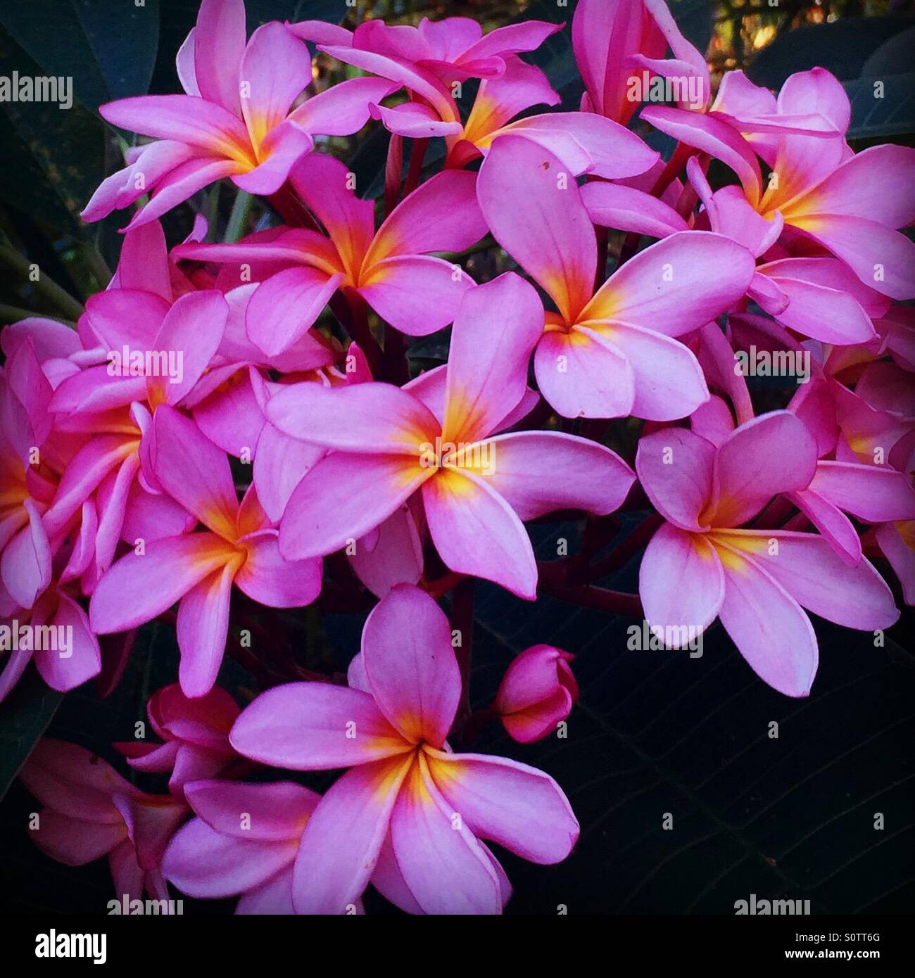Calachuchi flowers in my garden Stock Photo - Alamy