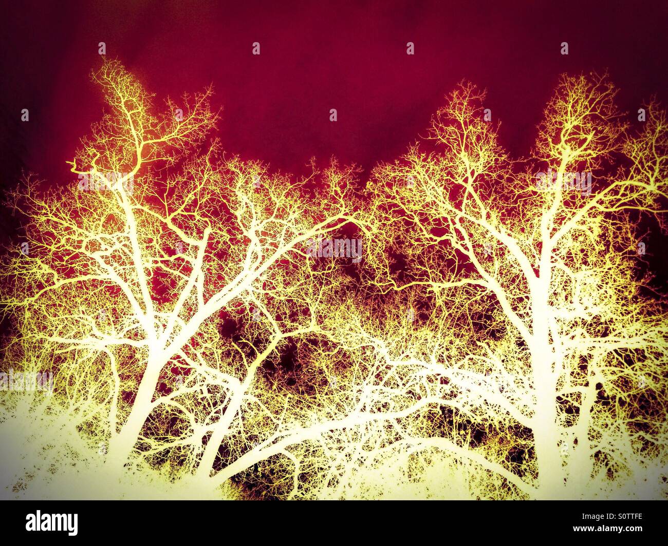 Strange trees hi-res stock photography and images - Alamy