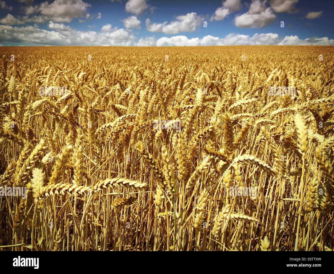 Crops cornfield hi-res stock photography and images - Alamy