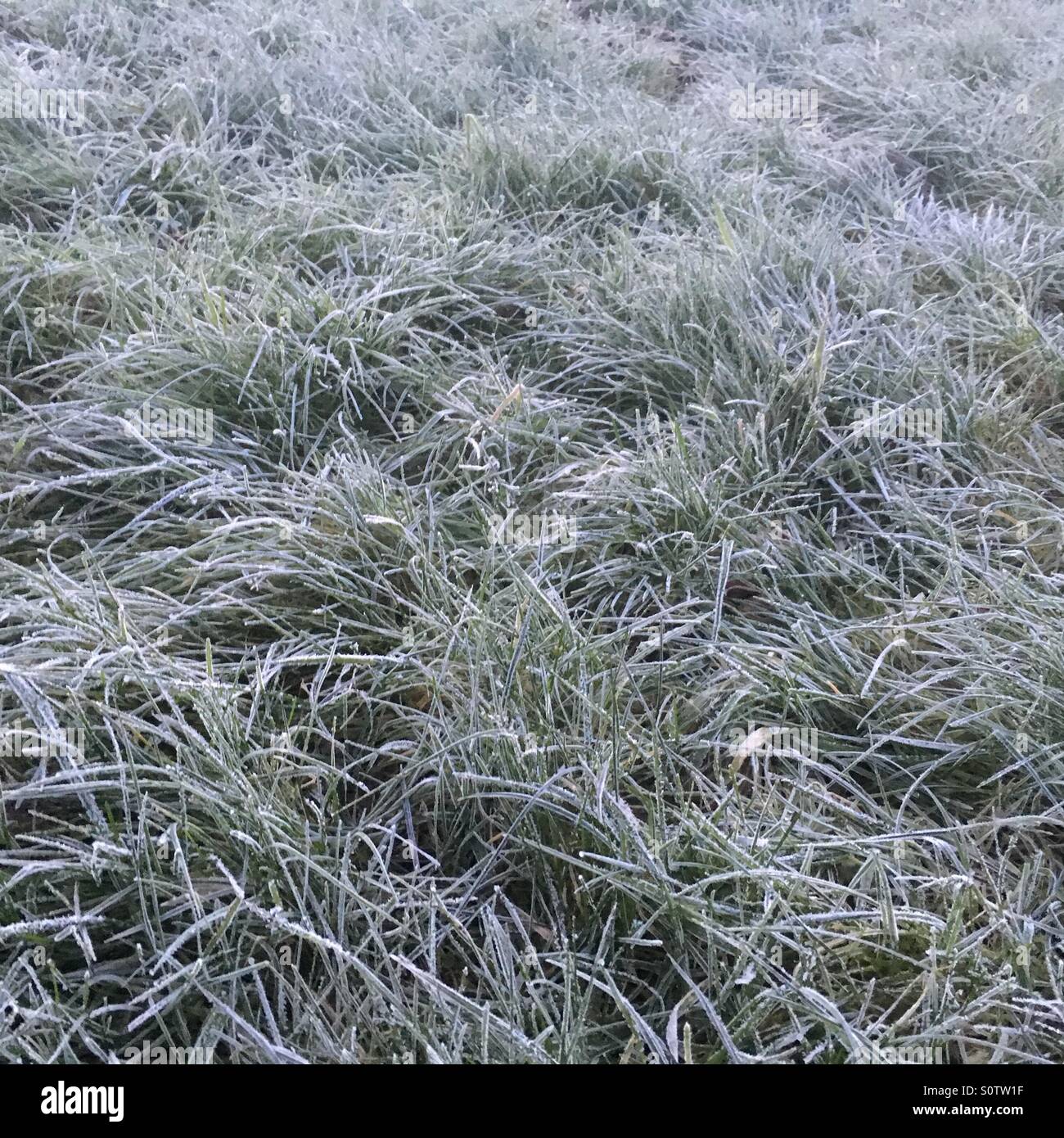 Grass ground frost hi-res stock photography and images - Alamy