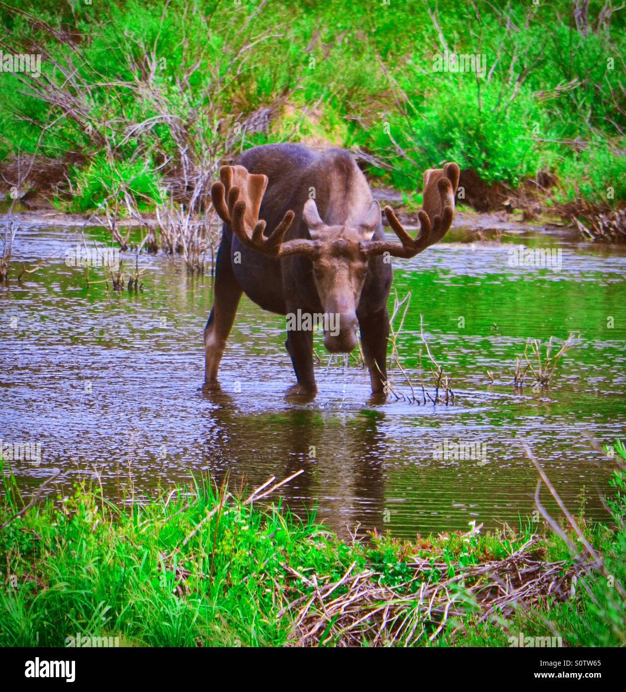 Moose charging hi-res stock photography and images - Alamy