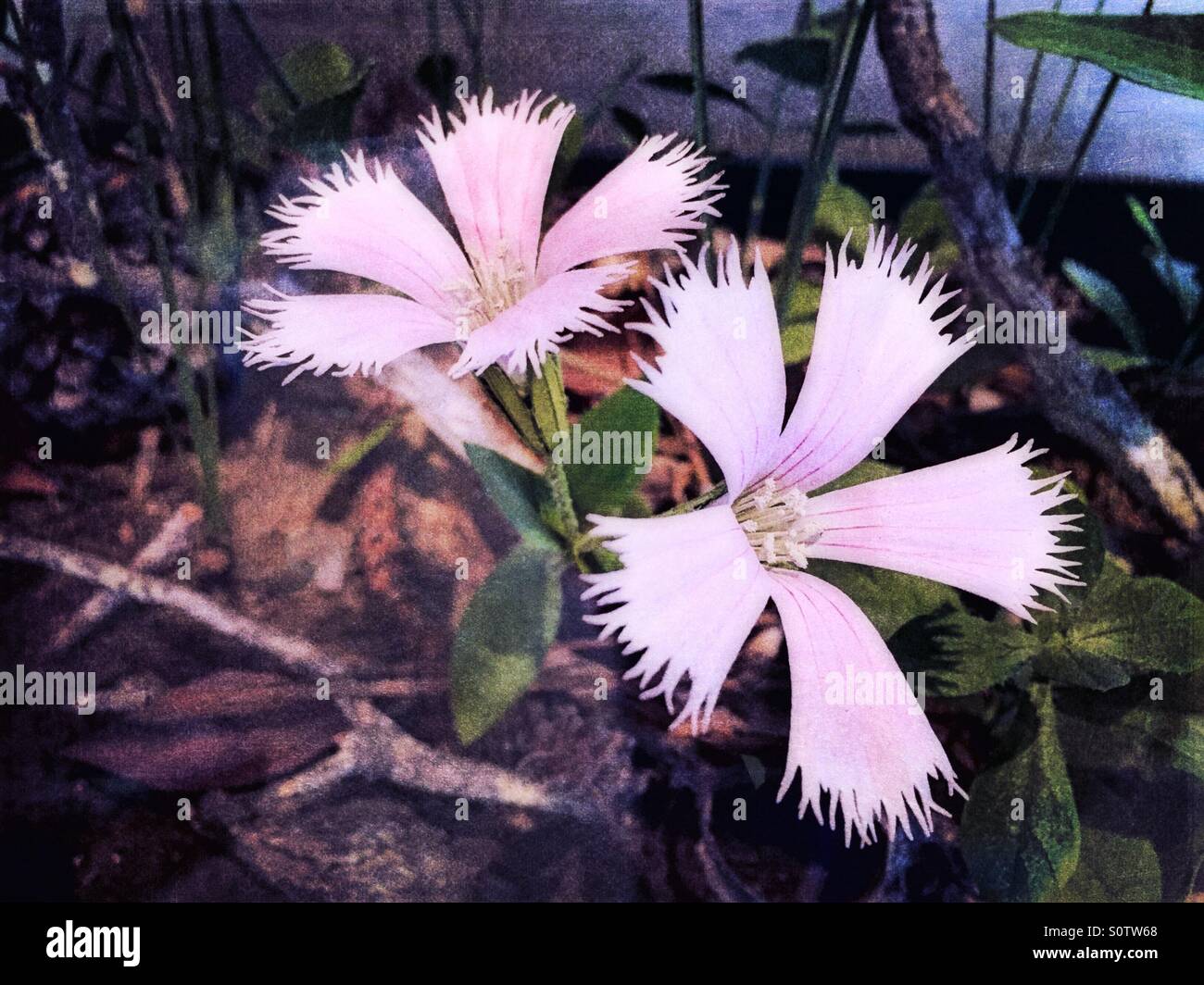 Pink Campion Flower Stock Photos & Pink Campion Flower Stock Images - Alamy