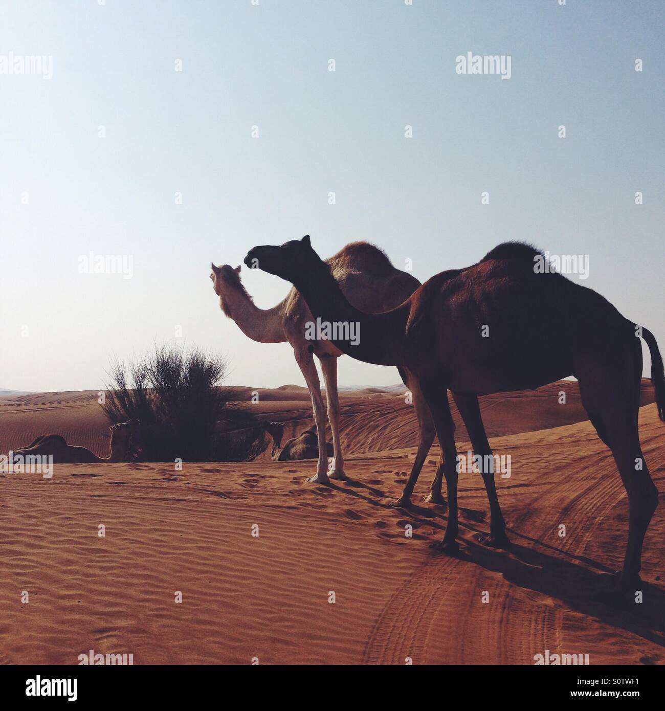 Sand storm desert camel hi-res stock photography and images - Alamy