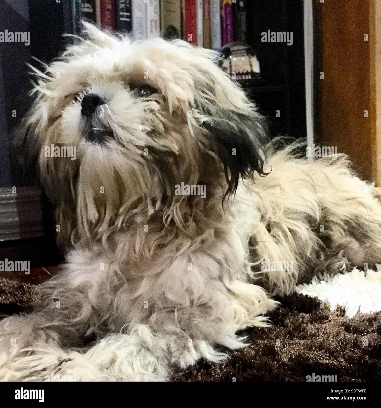 My Shih Tsu! Stock Photo - Alamy