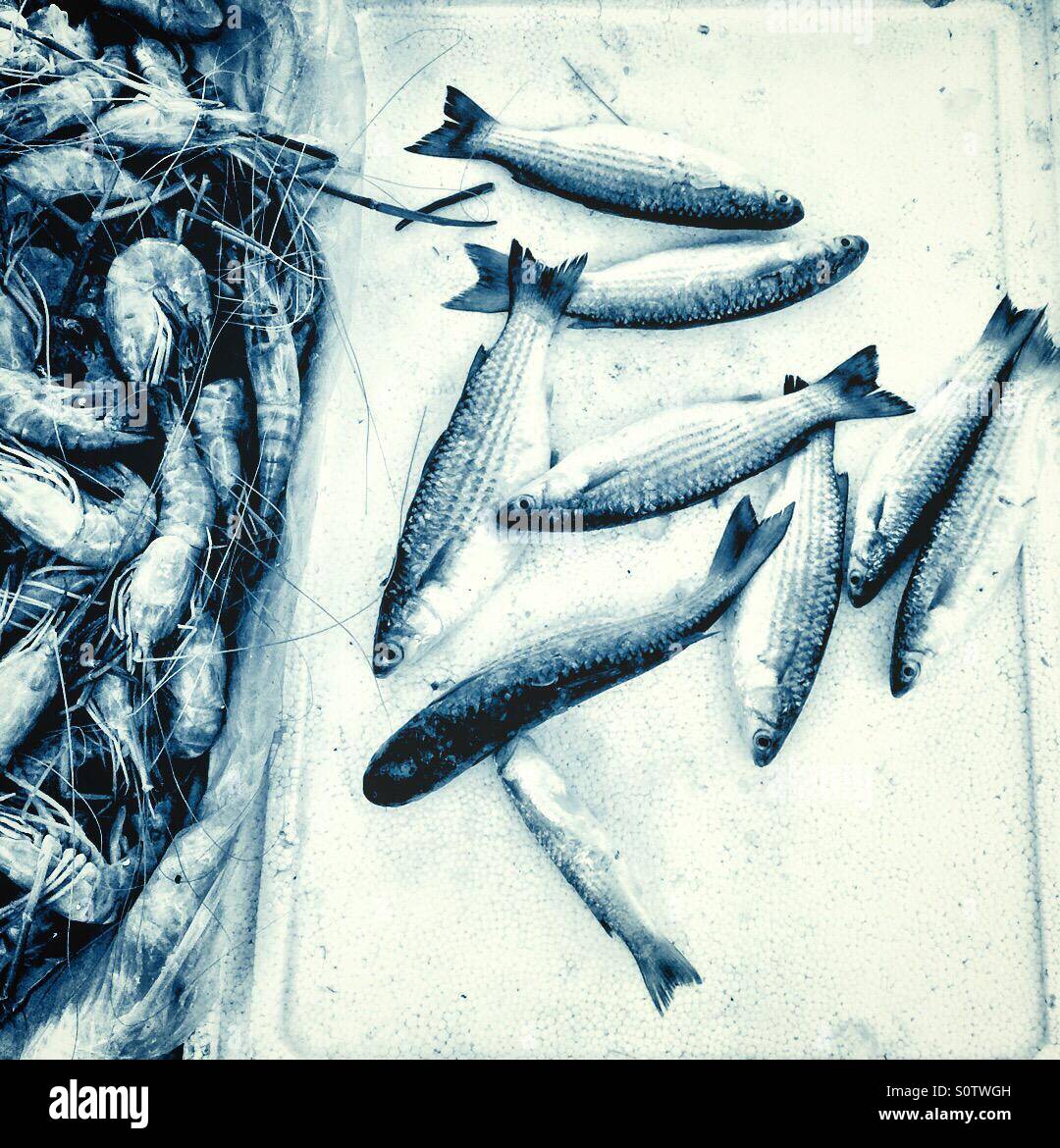 Variety of fish for sale Stock Photo - Alamy