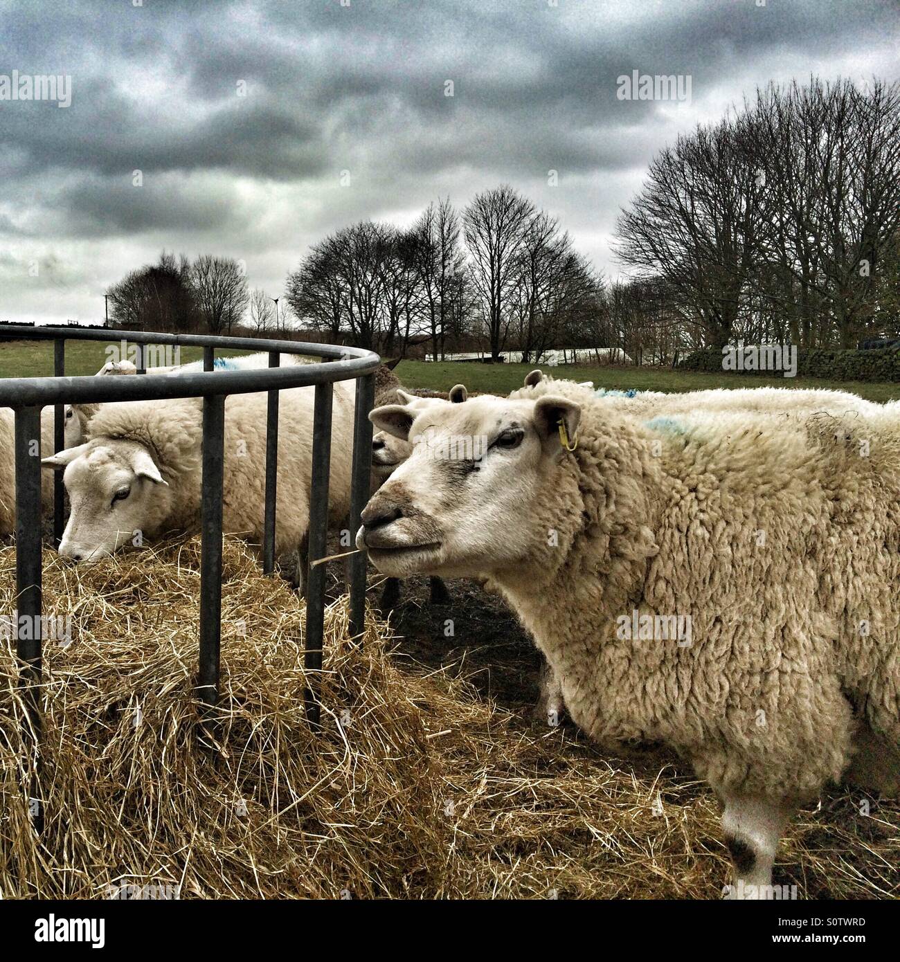 Sheep hay feeder hi-res stock photography and images - Alamy