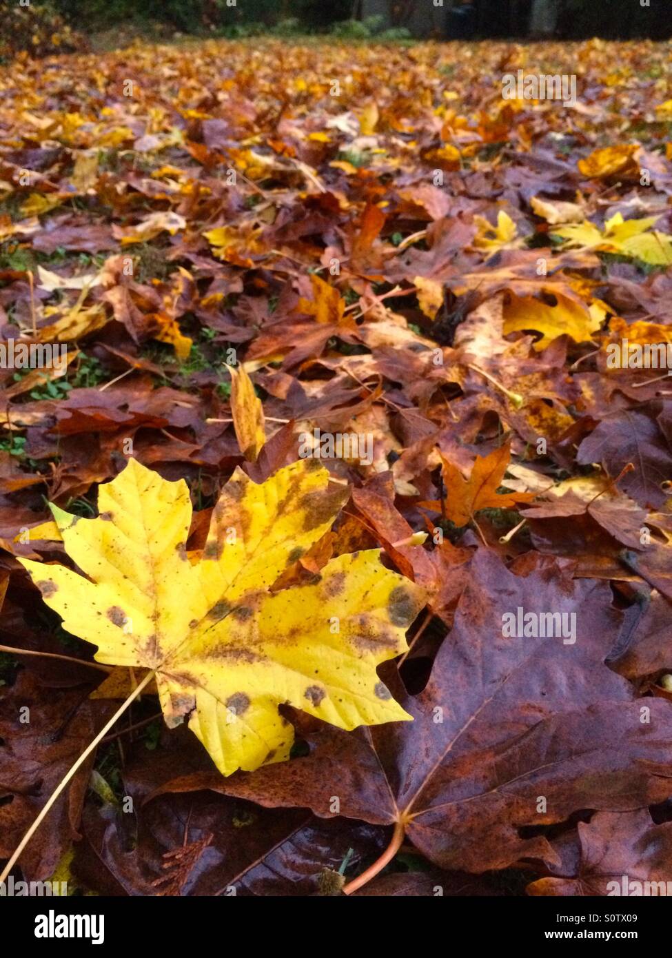 A fall maple leaf-covered yard Stock Photo - Alamy