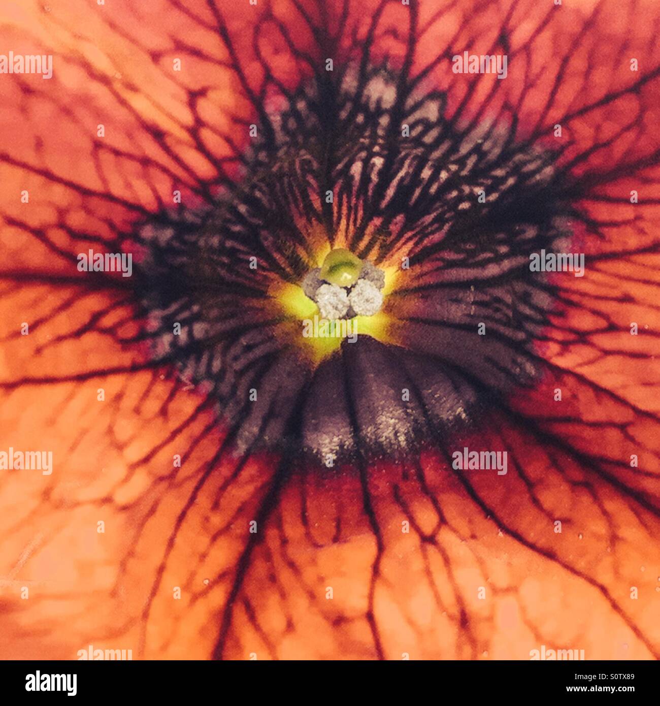 Flower stamen hi-res stock photography and images - Alamy