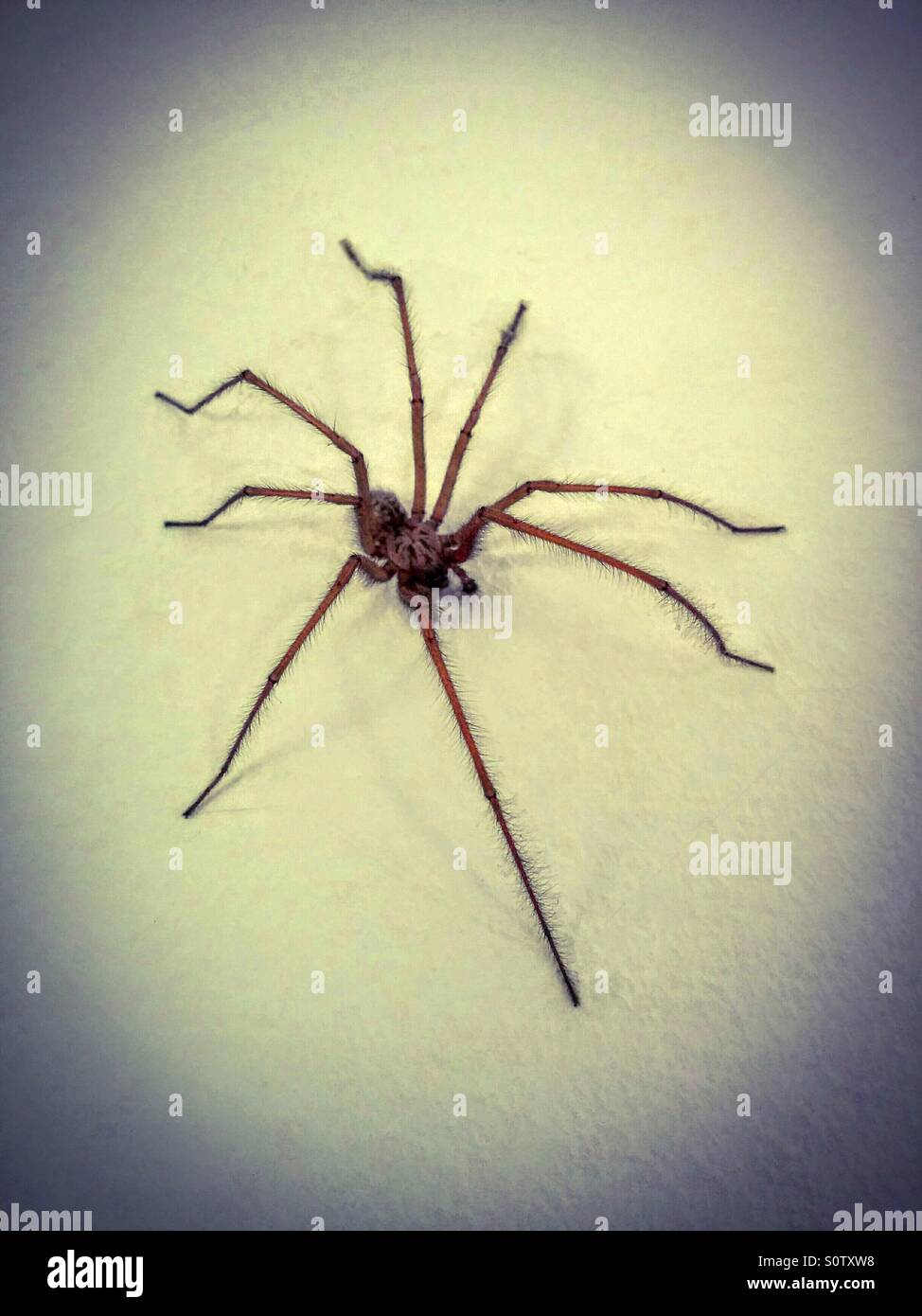 Spiders leg hi-res stock photography and images - Alamy