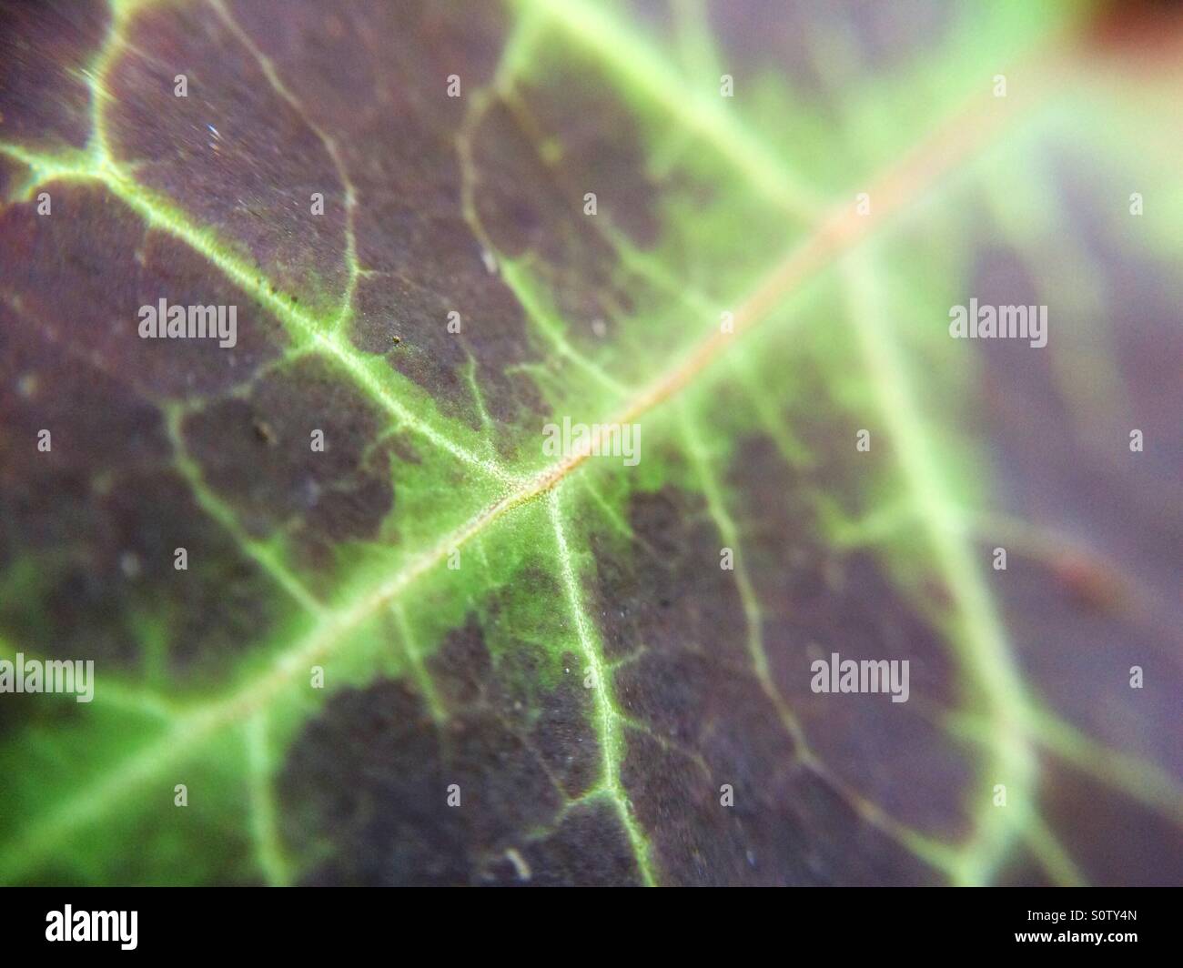 Close up ivy leaf hi-res stock photography and images - Alamy