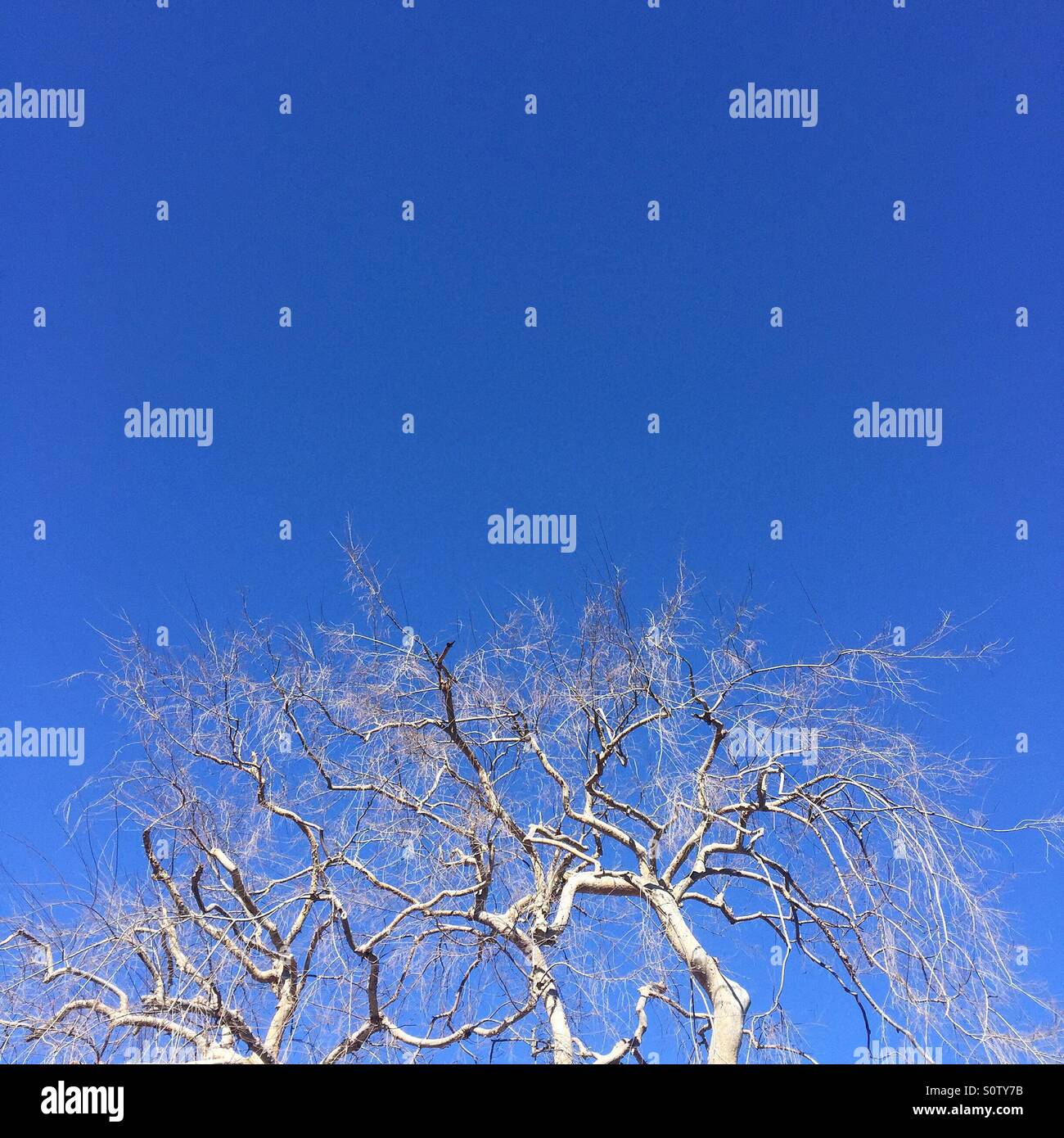 Tree lines hi-res stock photography and images - Alamy