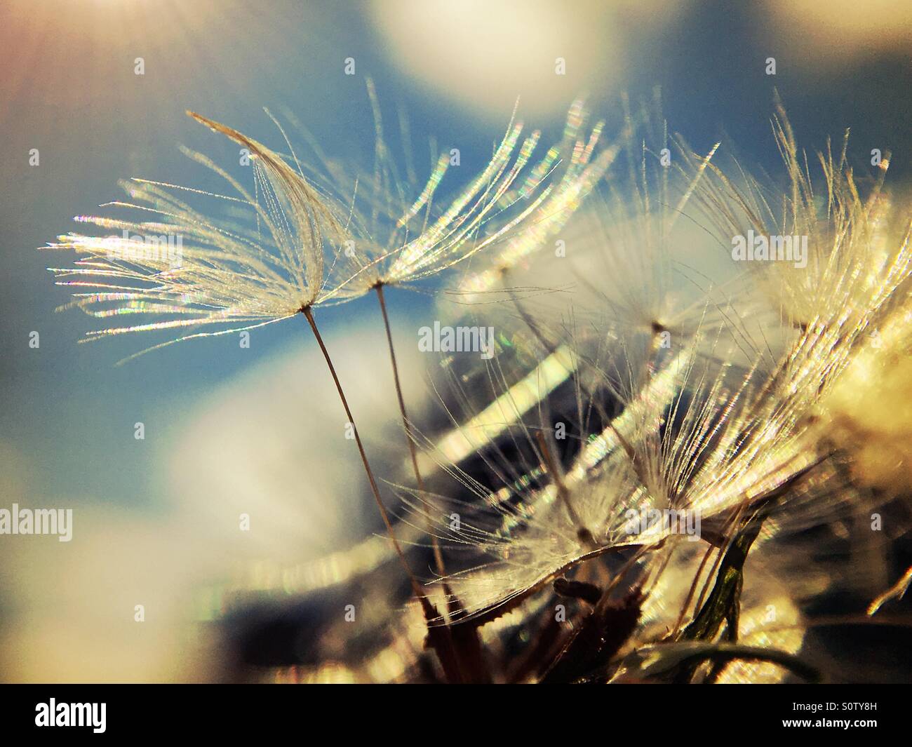 Dandelions seed hi-res stock photography and images - Alamy