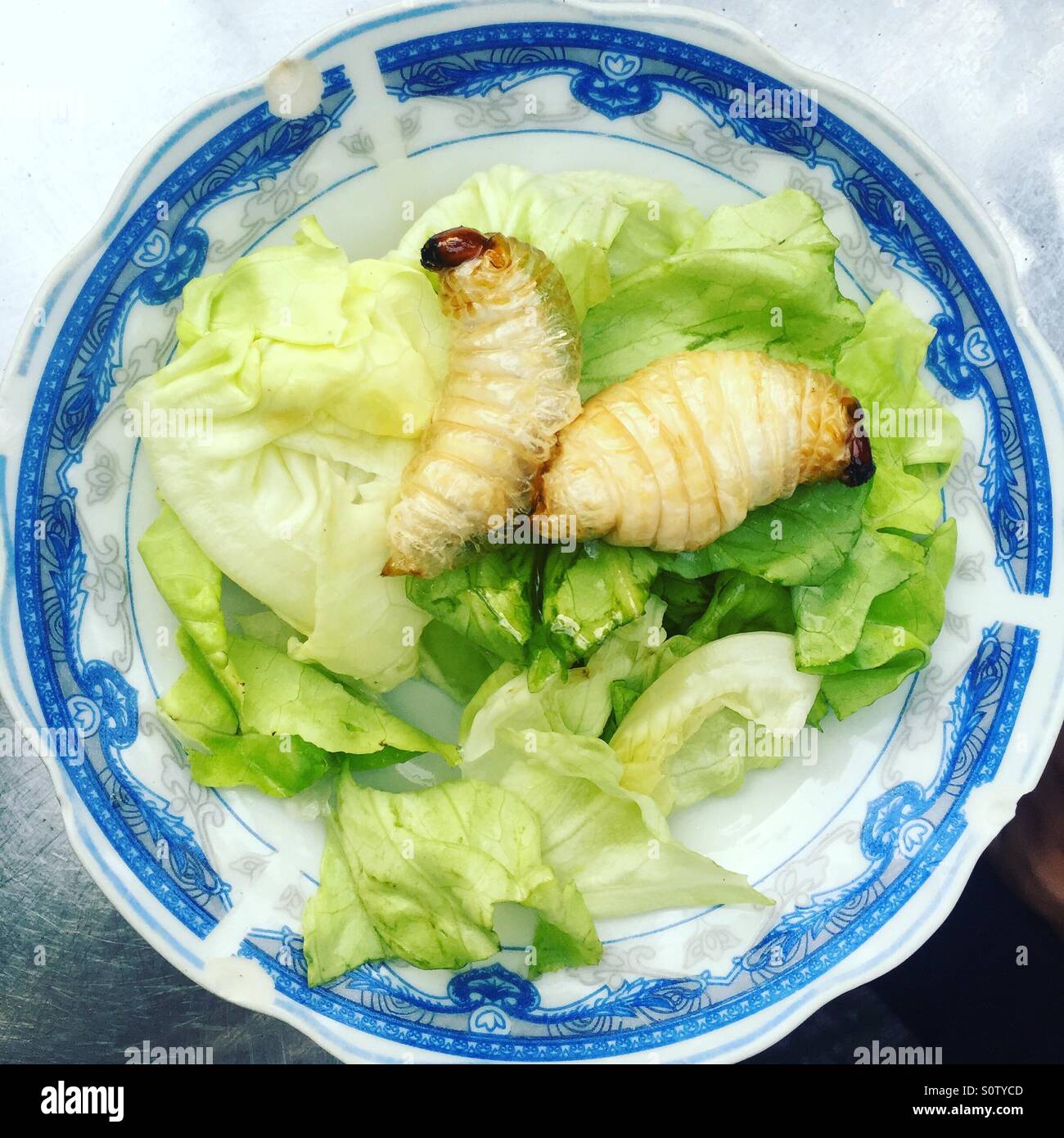 Coconut worm hi-res stock photography and images - Alamy