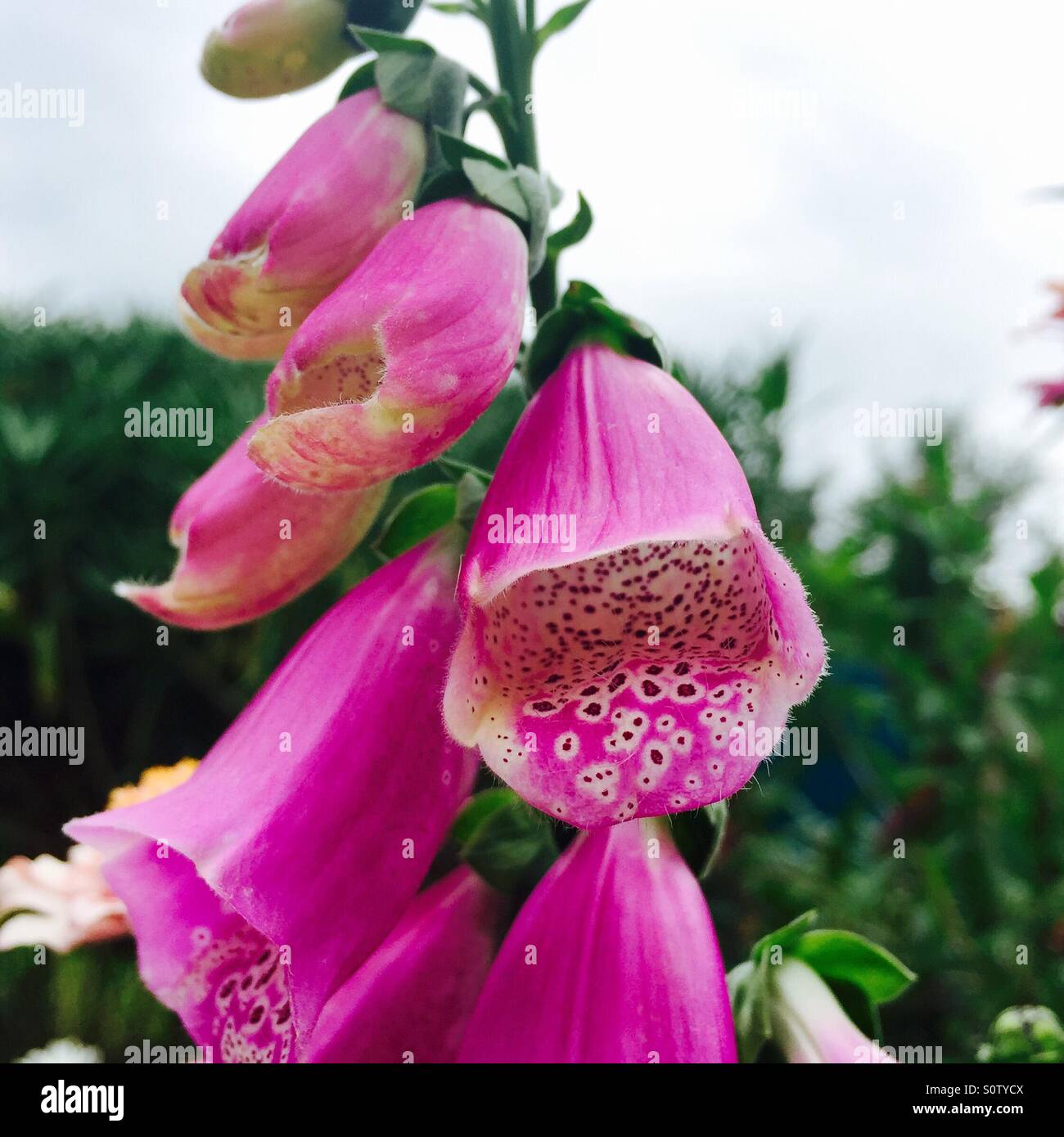 Pink bells hi-res stock photography and images - Alamy