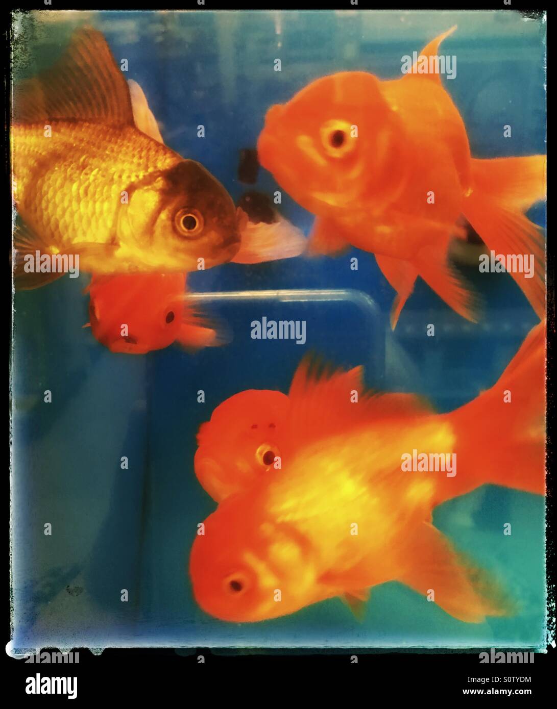 Goldfish in aquarium Stock Photo - Alamy