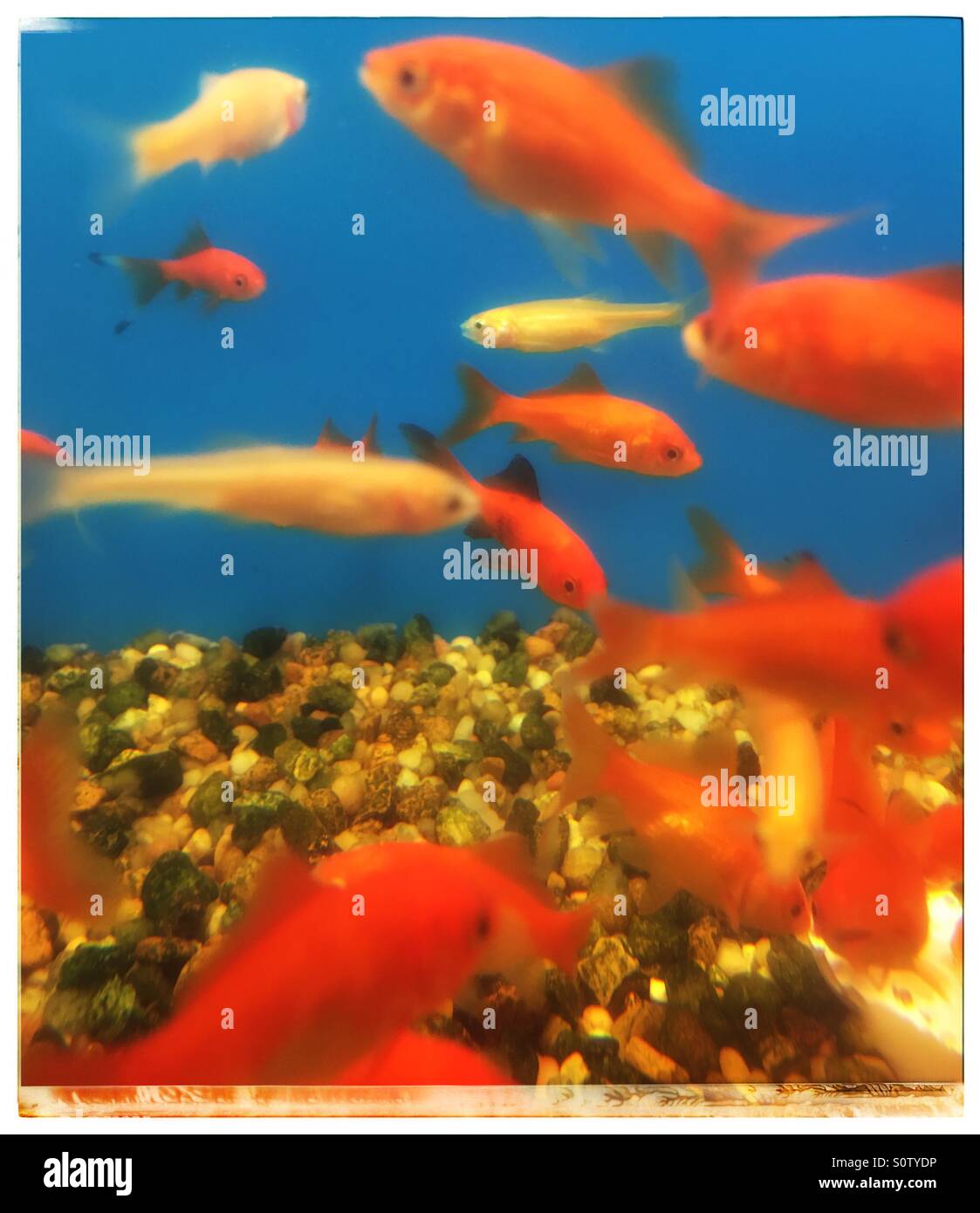 Lots Of Fish High Resolution Stock Photography and Images - Alamy