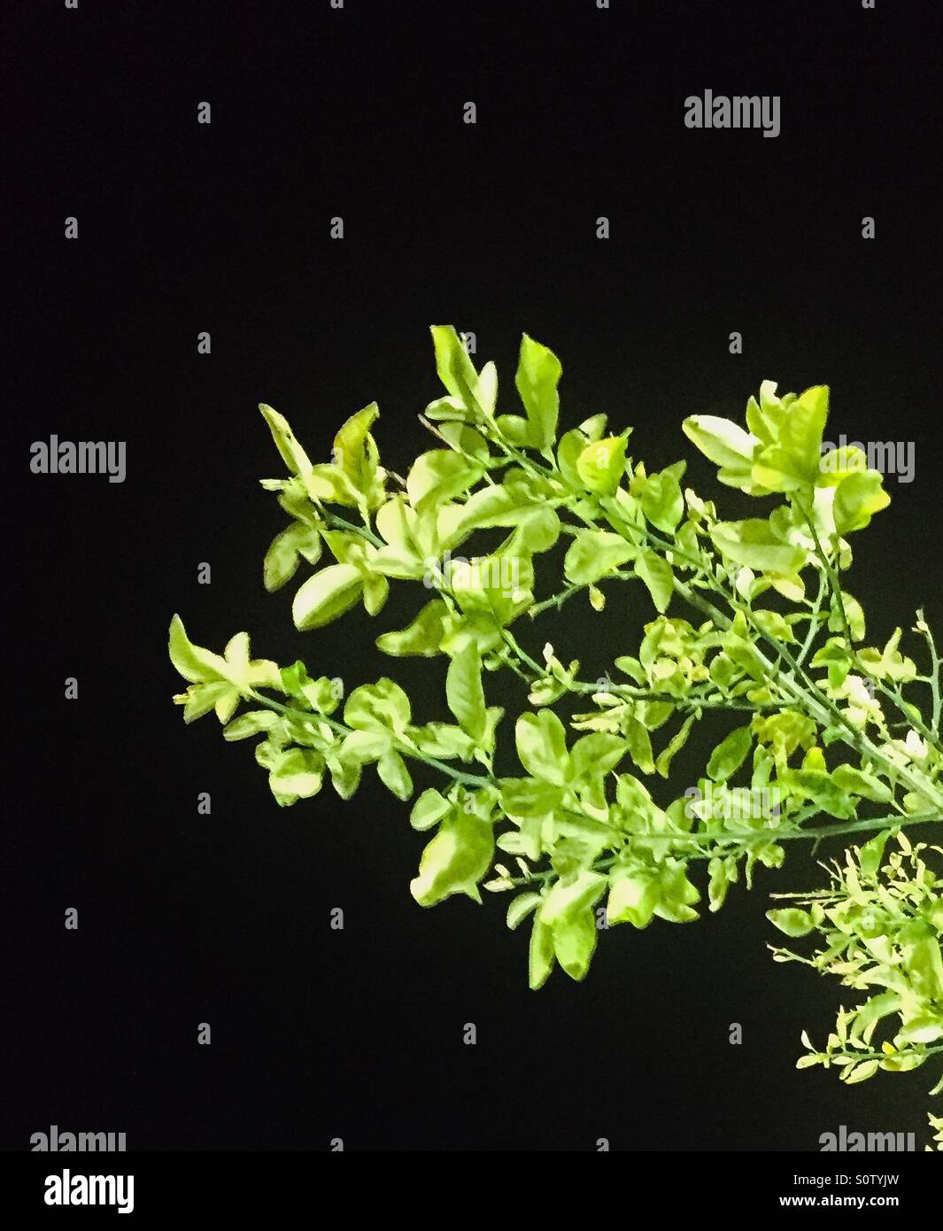 Light enlightened hi-res stock photography and images - Alamy
