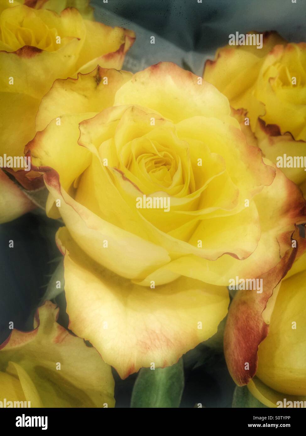 Red edged rose hi-res stock photography and images - Alamy