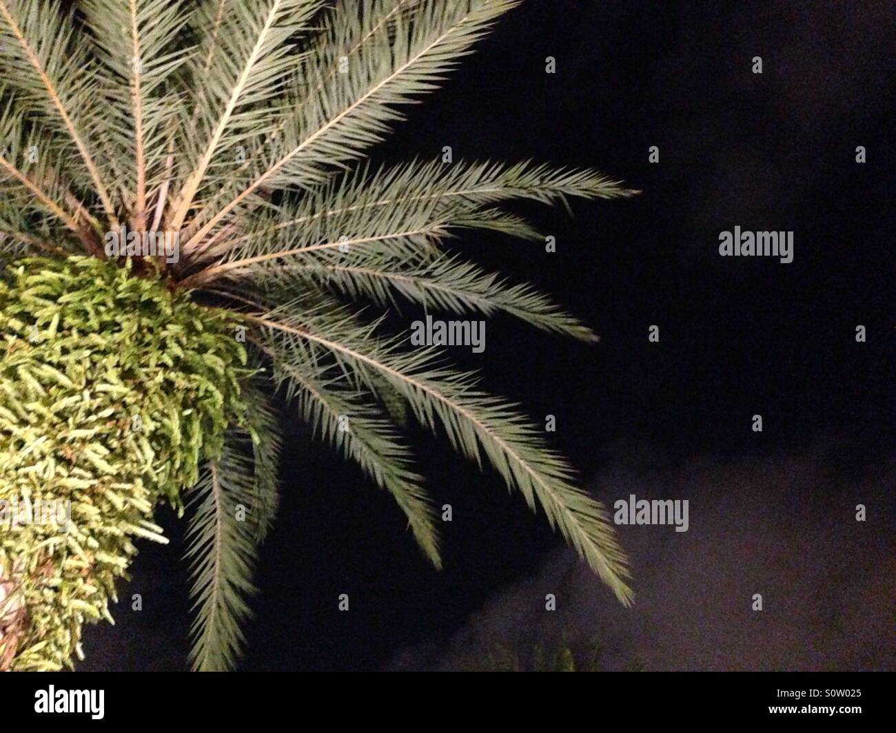Midnight palm hi-res stock photography and images - Alamy