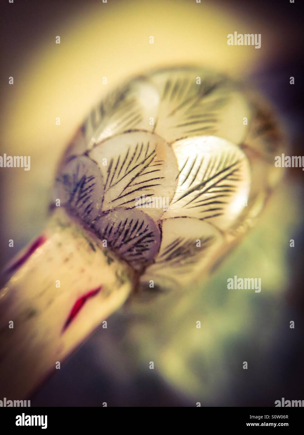 Hand painted seashells hi-res stock photography and images - Alamy