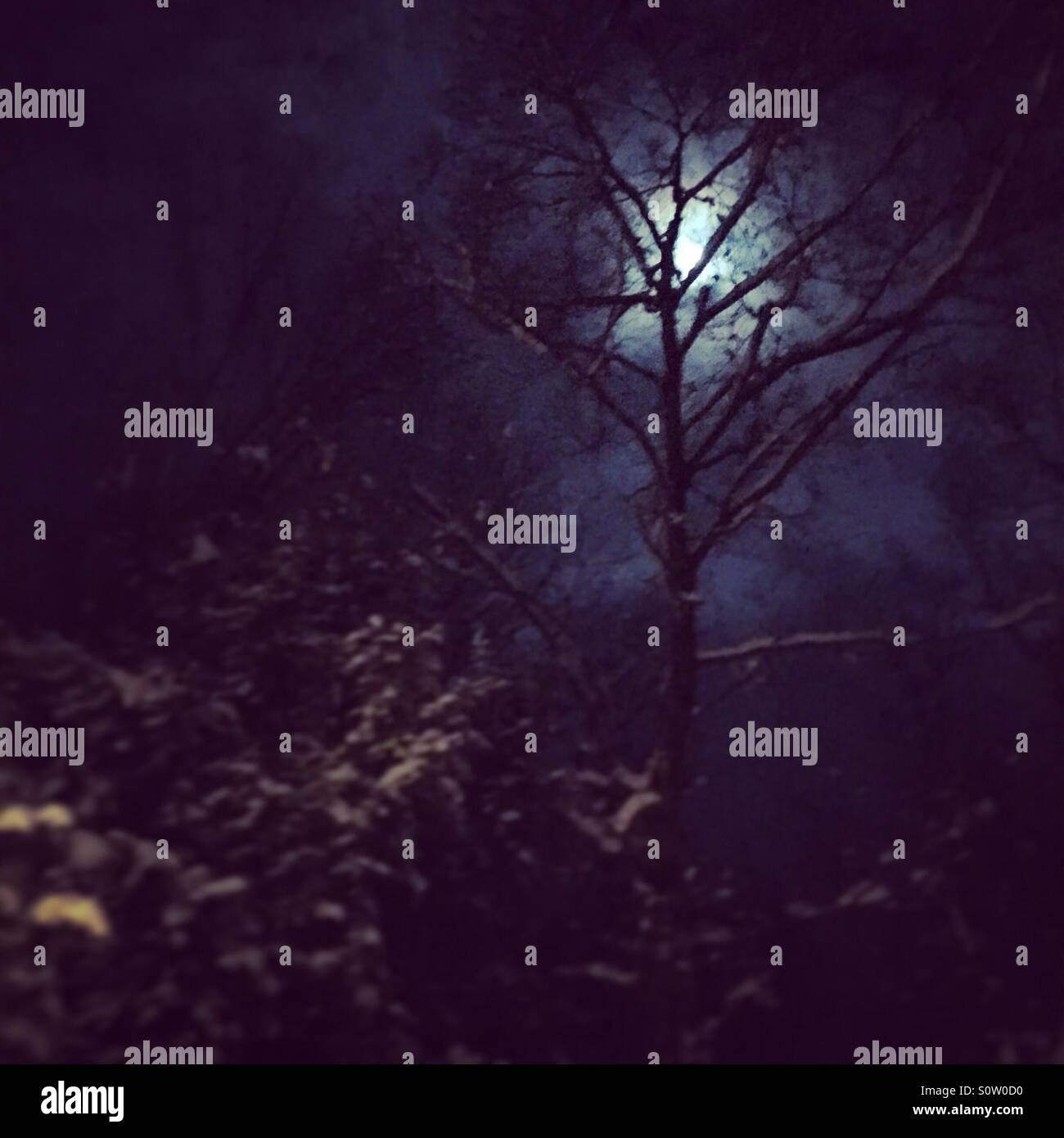 Dead winter tree hi-res stock photography and images - Alamy