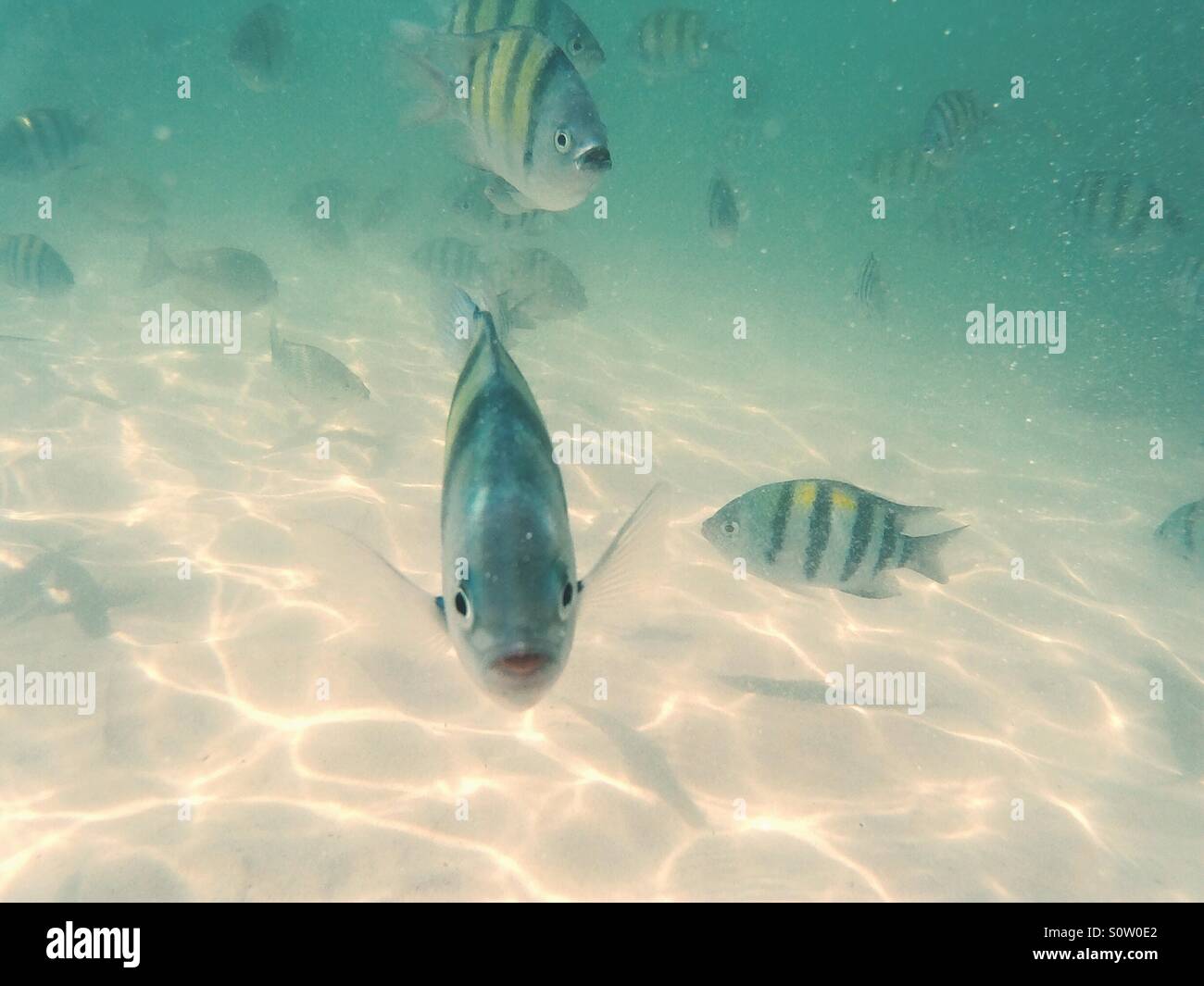 Unseen fish hi-res stock photography and images - Alamy