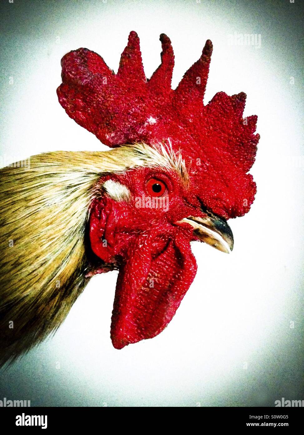 Rooster Face High Resolution Stock Photography and Images - Alamy