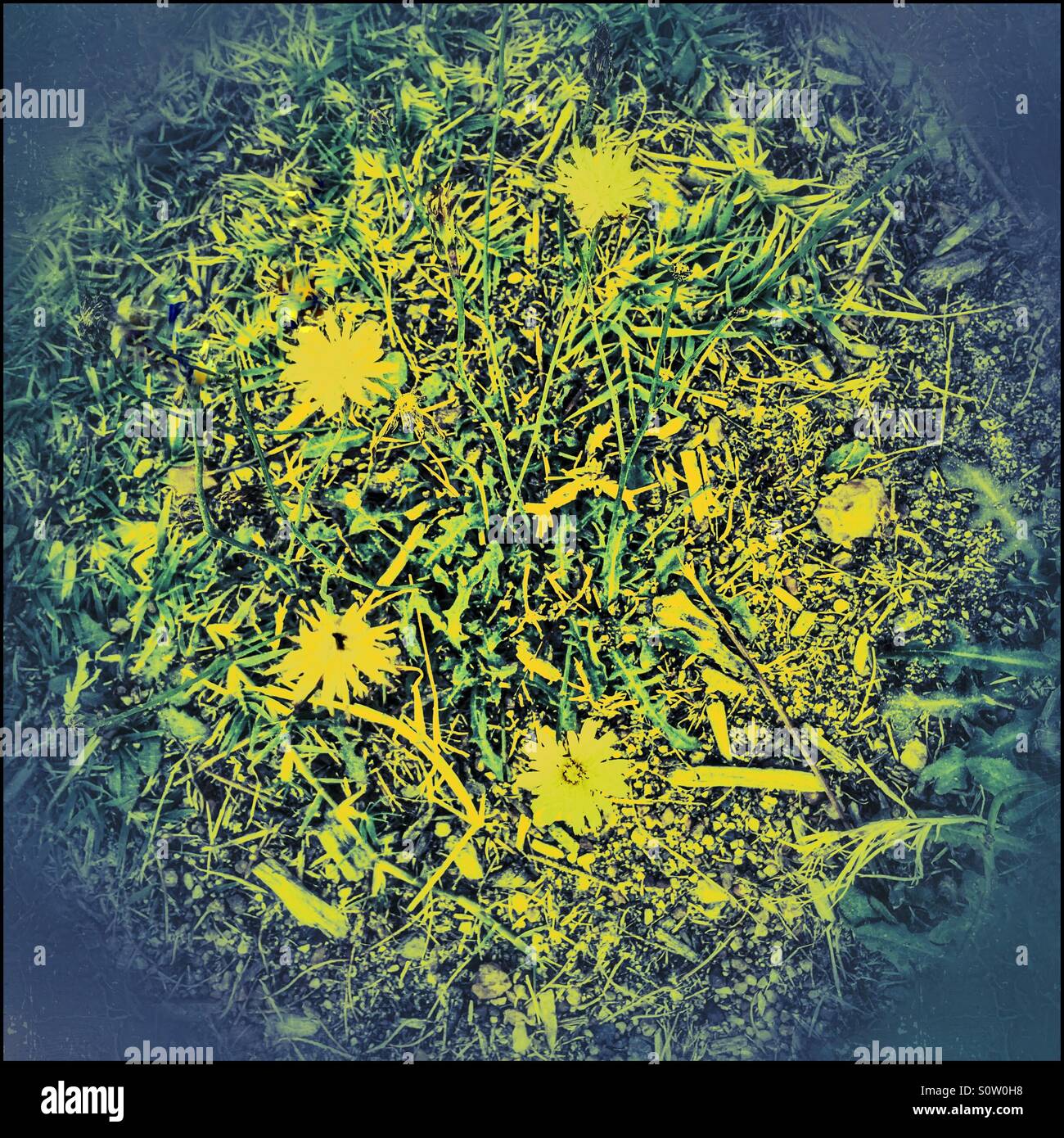 Heavily manipulated image of dandelion flowers Stock Photo - Alamy