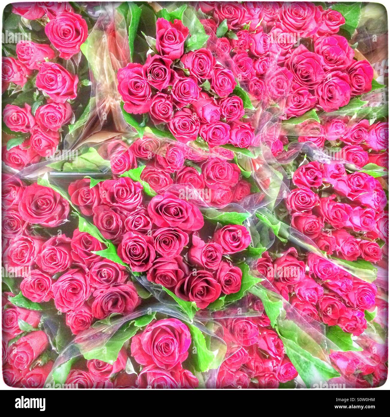 Red roses on sale in supermarket for Valentine's Day Stock Photo - Alamy