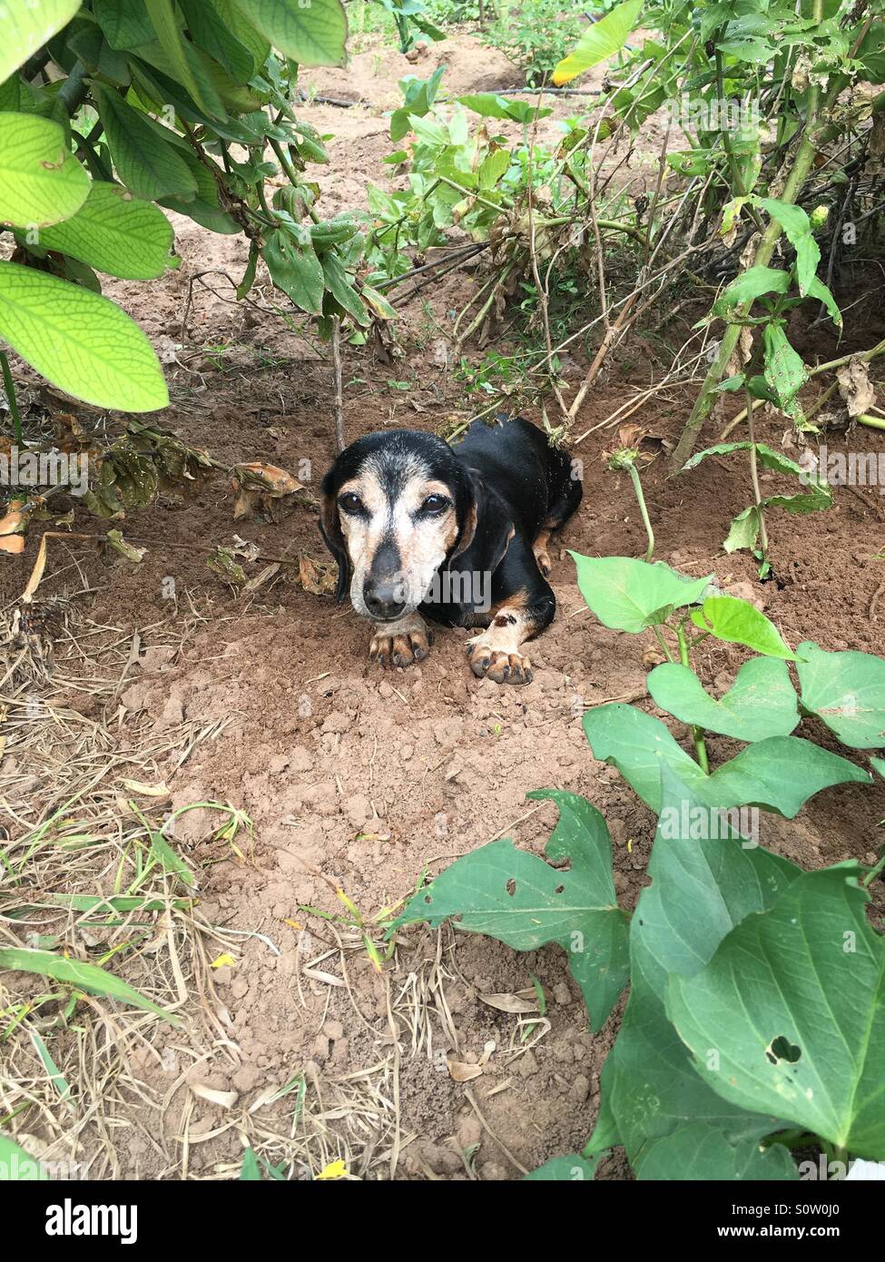 Dig dog hi-res stock photography and images - Alamy