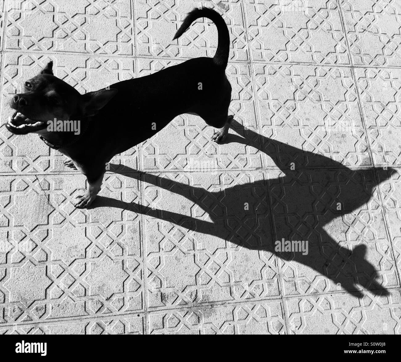 Small dog shadow hi-res stock photography and images - Alamy