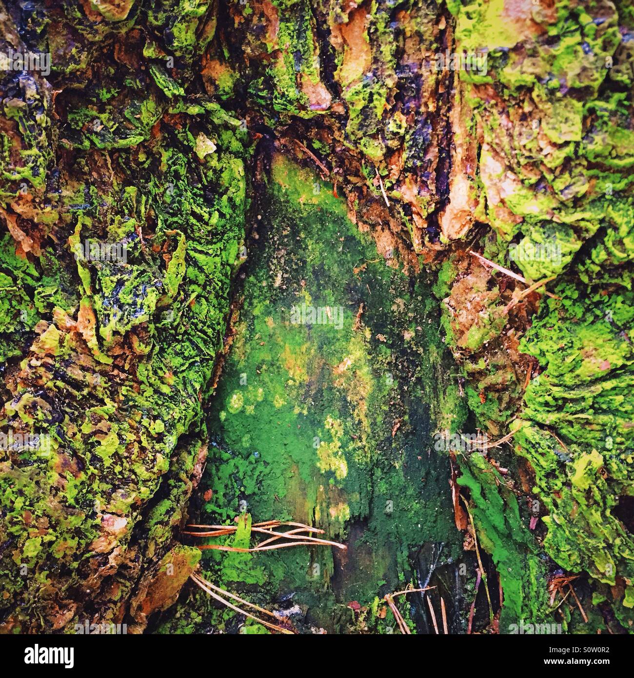 green crust of a tree Stock Photo - Alamy