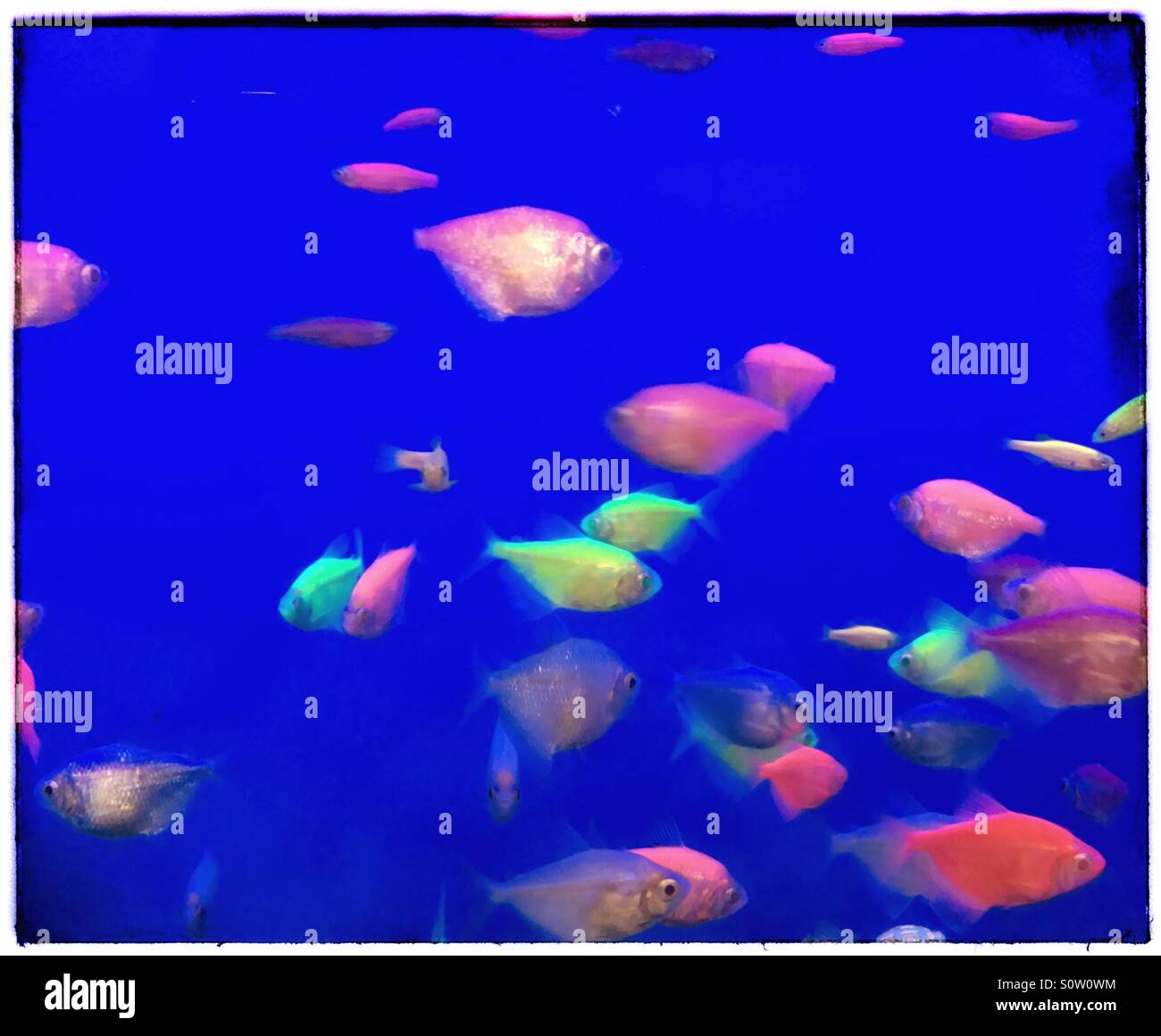 Neon Fish High Resolution Stock Photography and Images - Alamy