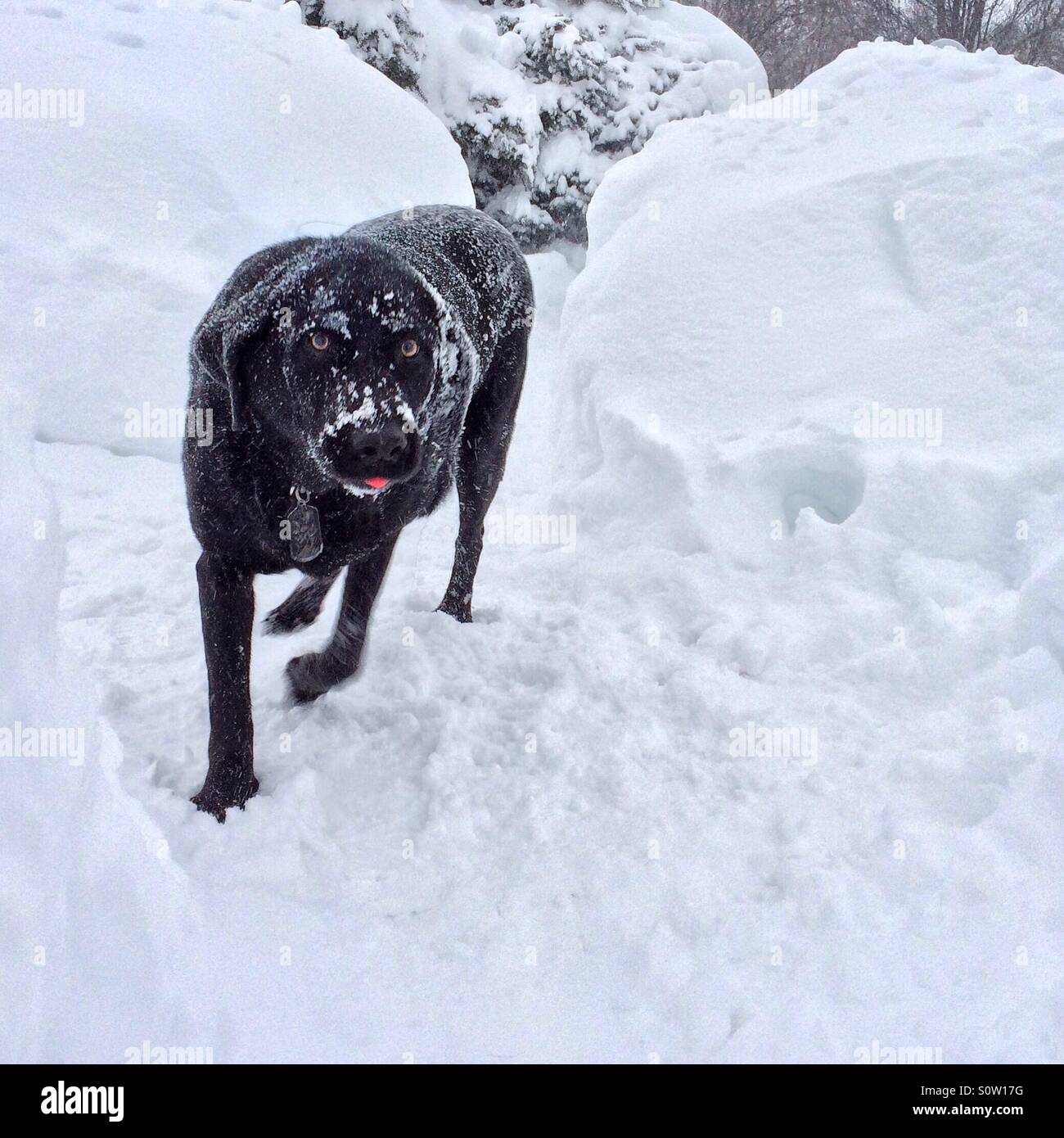 Black Blizzard High Resolution Stock Photography and Images - Alamy