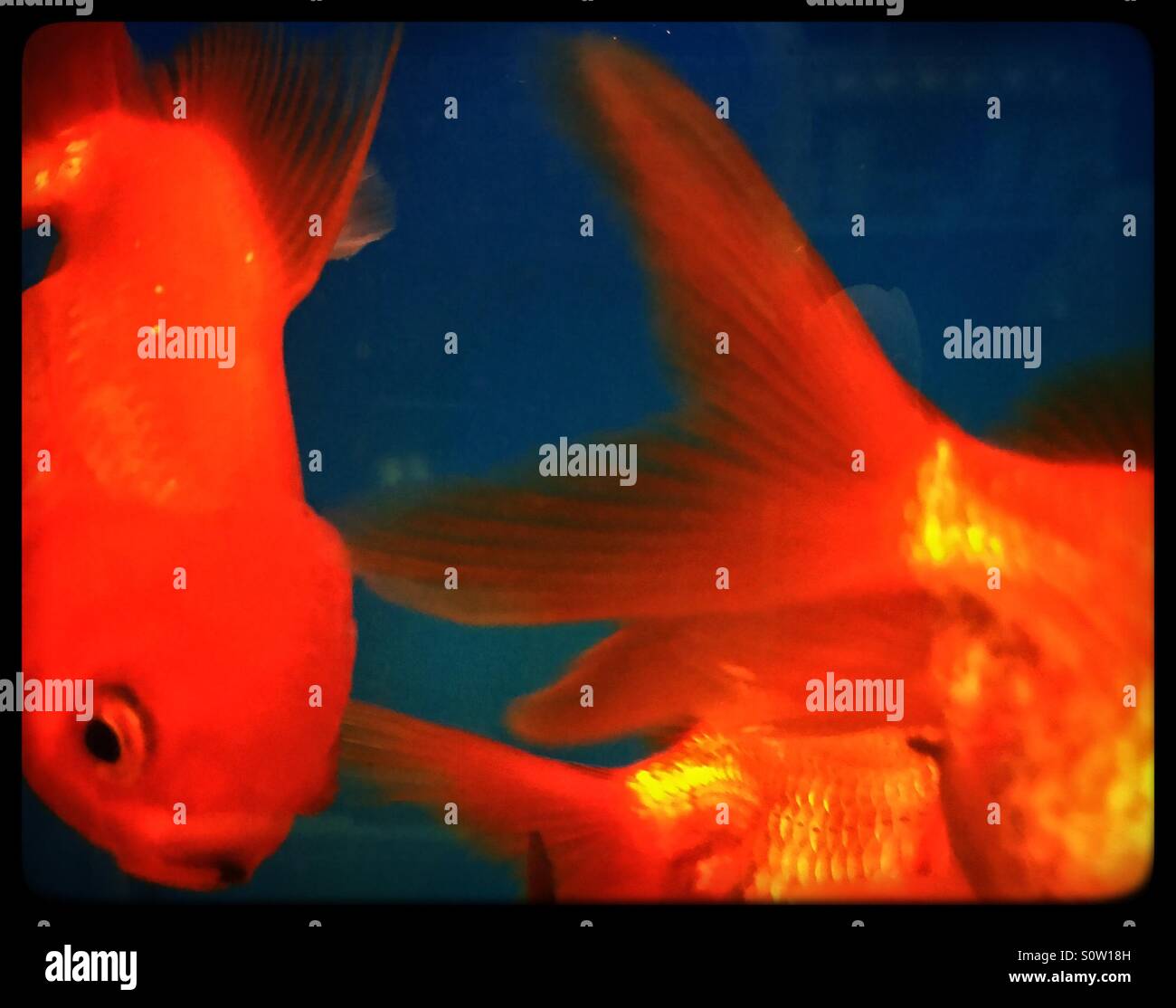 Fish tails hi-res stock photography and images - Alamy