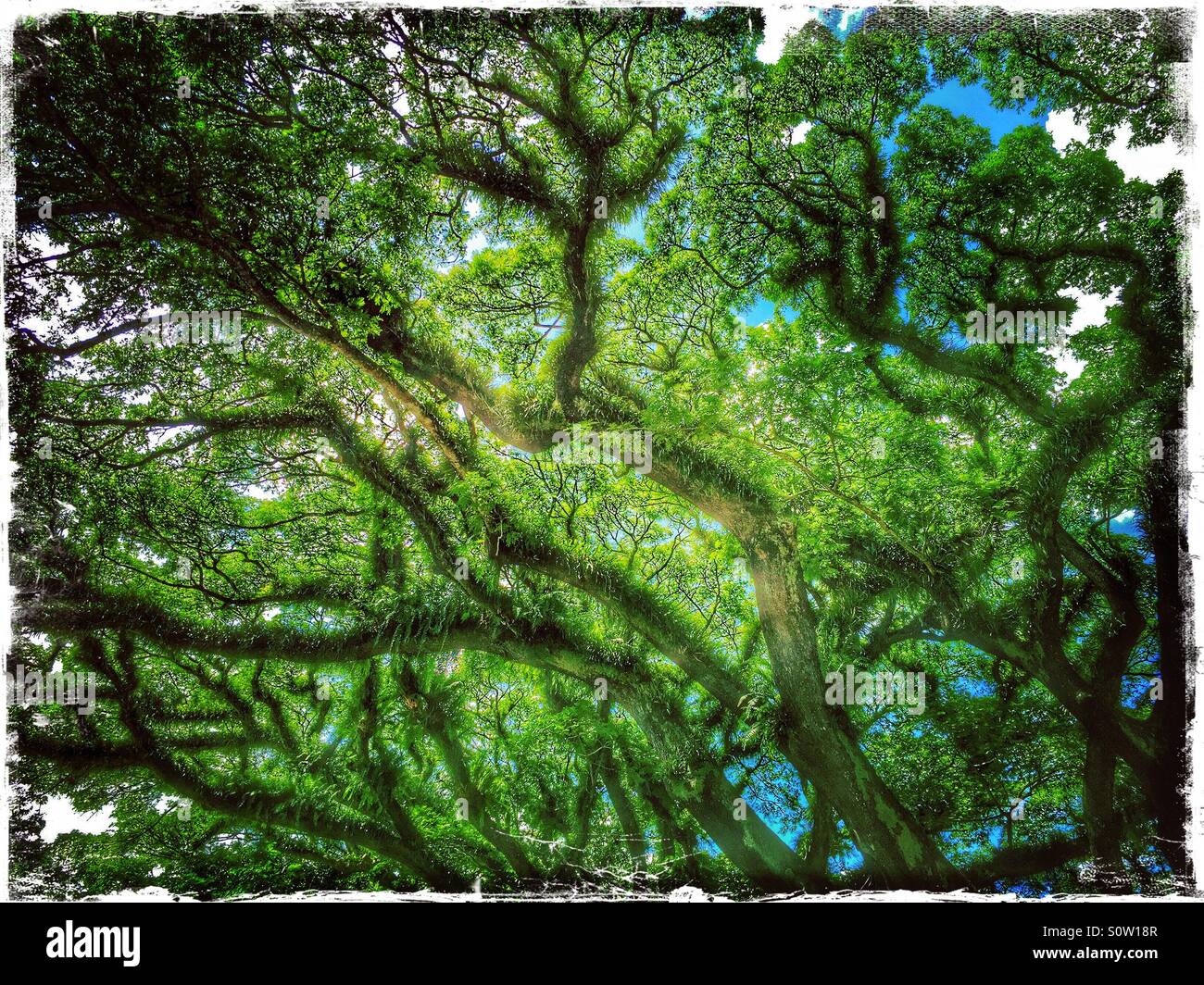 Rain and trees hi-res stock photography and images - Alamy