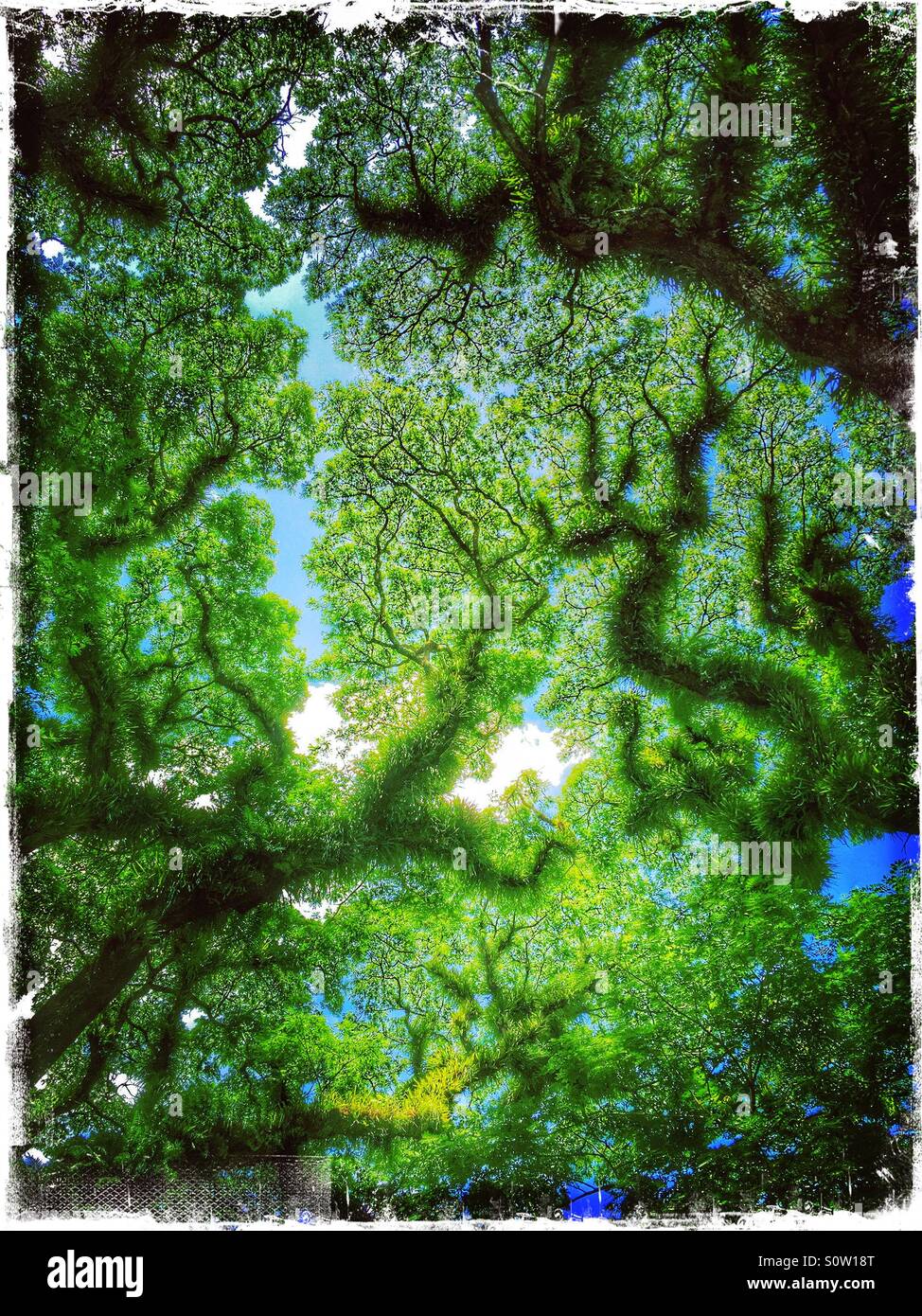 Rain and trees hi-res stock photography and images - Alamy