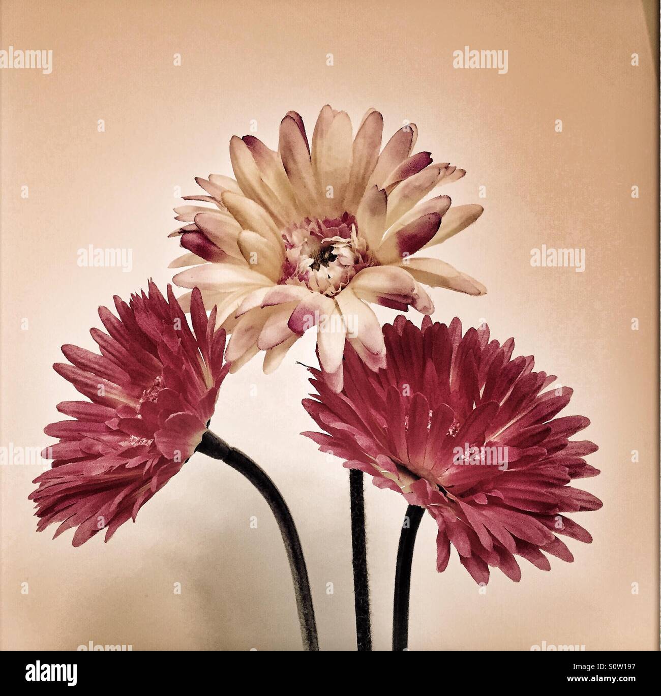 Muted flowers hi-res stock photography and images - Alamy