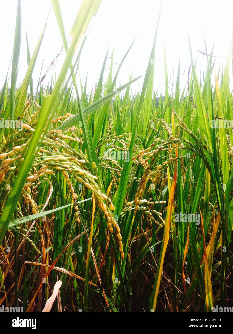 Paddy cultivation hi-res stock photography and images - Alamy