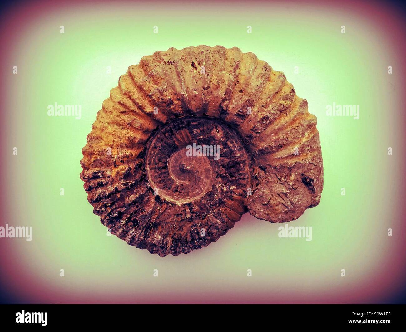 Ammonite ammonites fossil fossils hi-res stock photography and images ...